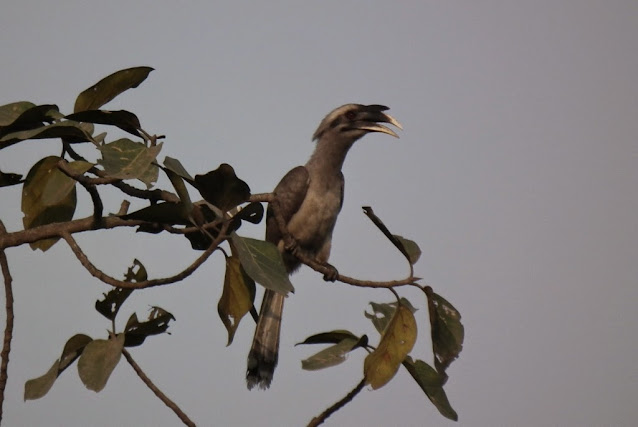 Wonderful World of Birds: Indian Grey Hornbill