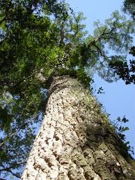 Argentina nativa: Palo rosa (Aspidosperma polyneuron)