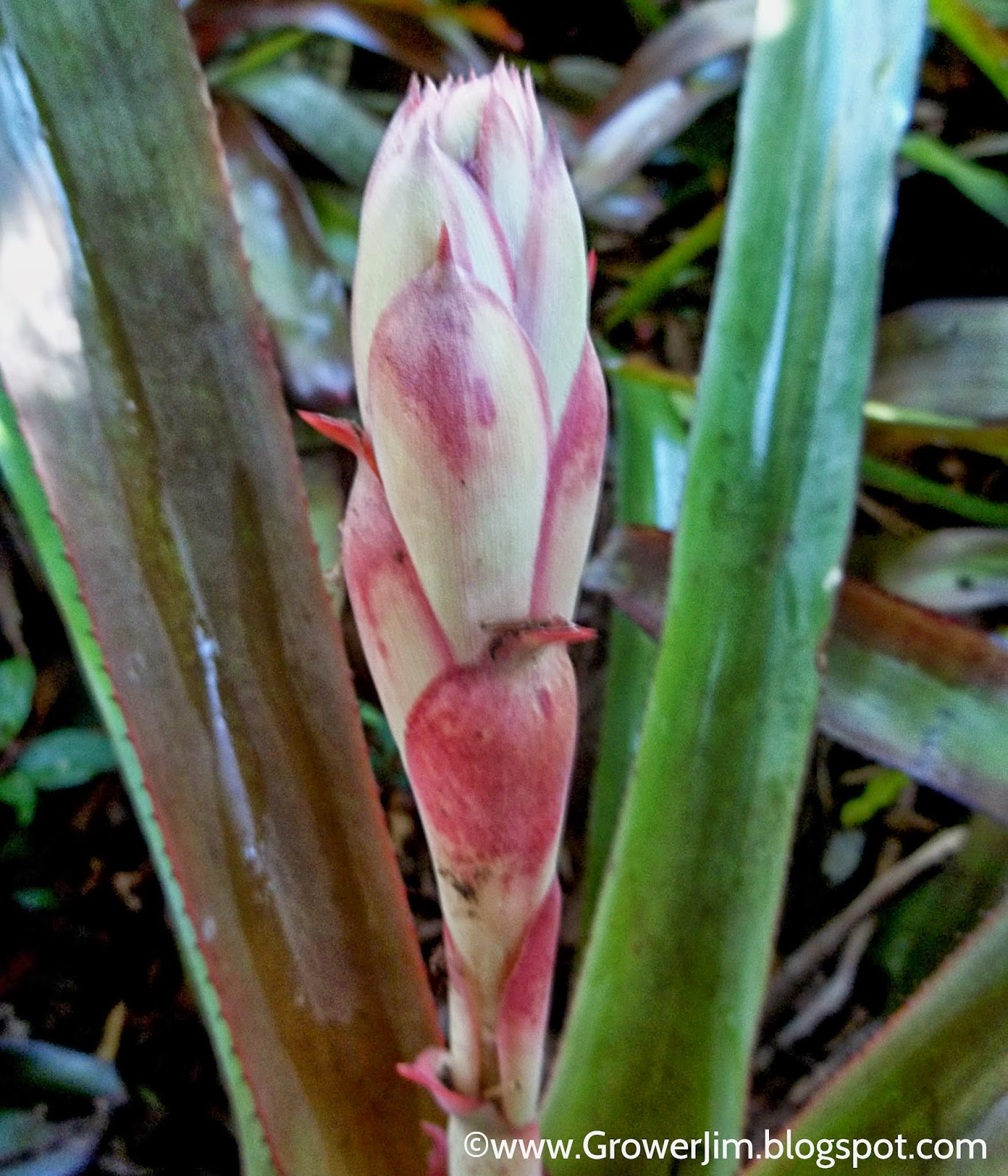 Garden Adventures: Portea alatisepala