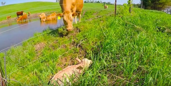 White Wolf : Worried Cow Asks Man To Rescue Her Newborn Calf