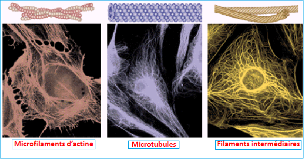 Les organites de la cellule animale et végétale | Bio faculté
