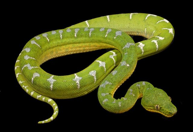 Beautiful Green Emerald Tree Boa Snake ~ Venomous Snakes