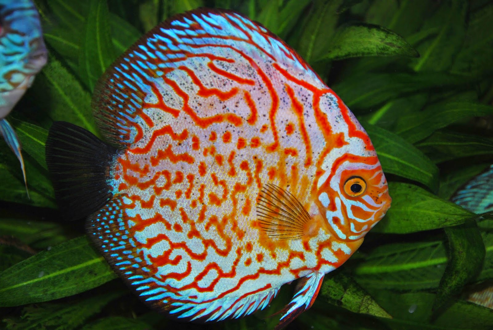 Peces y plantas ornamentales: Symphysodon spp. - Pez disco