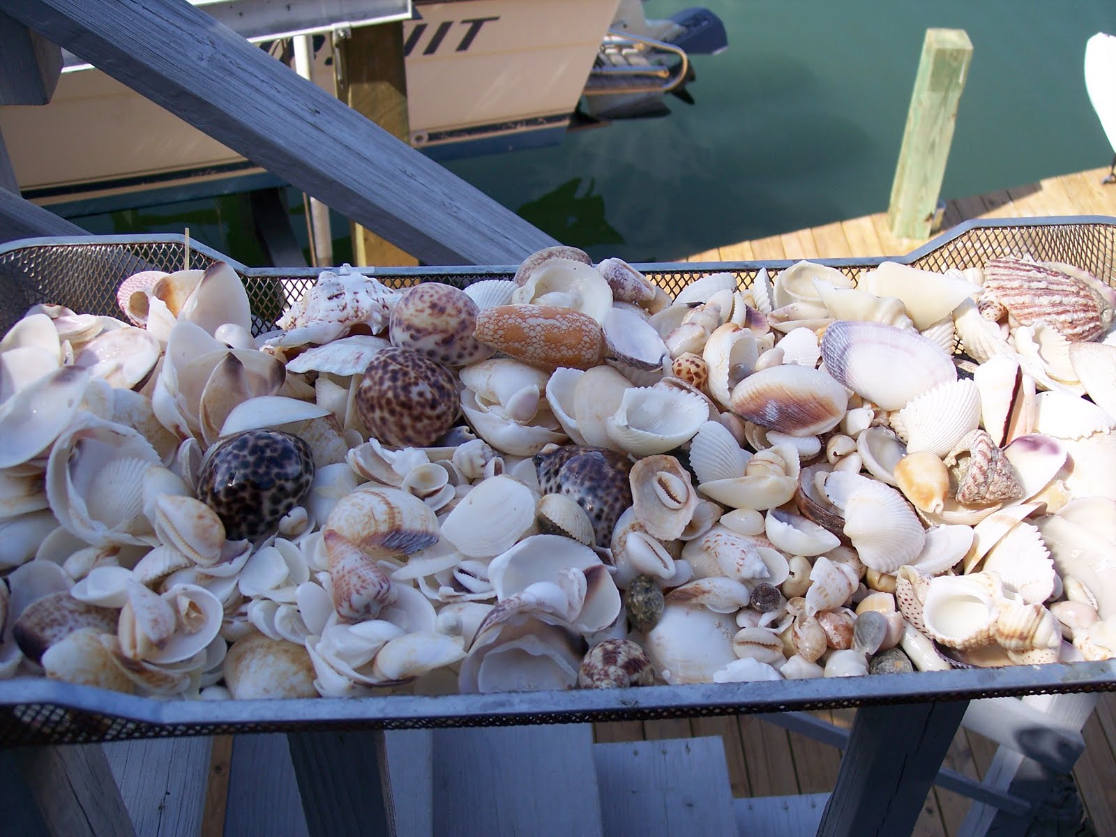 SeaShellsbySeashore's The Shell Lady: Shells of Palau