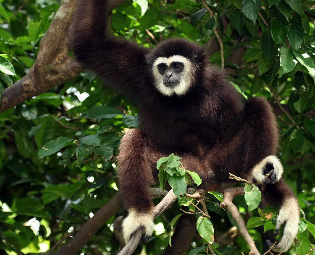 Macaco-de-cheiro-da-cabeça-preta é o primata com menor distribuição das ...