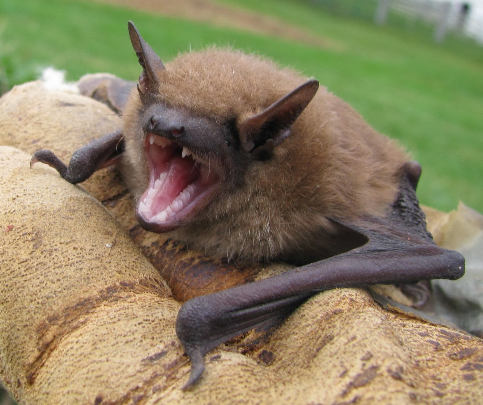 Hermit Musings: Virginia Little Brown Bat