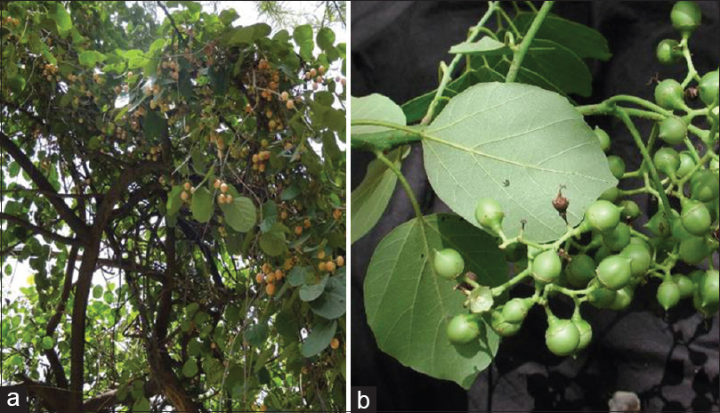 Papo Vives Sacerdote del Bosque: BOSQUE GUÁNICA PLANTAS GAMOPÉTALAS II