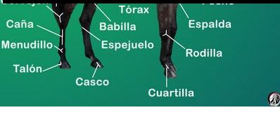 zootecnia: mayo 2011