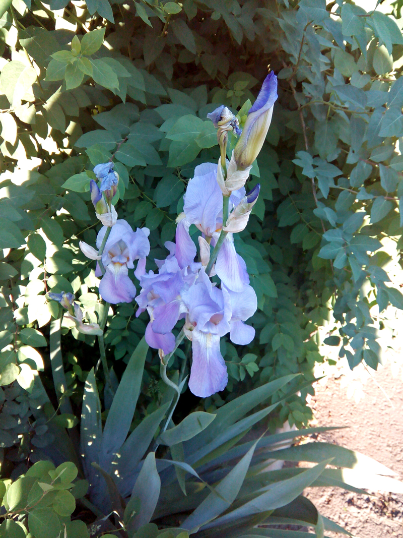 Romanian Stamp News: Floare de iris