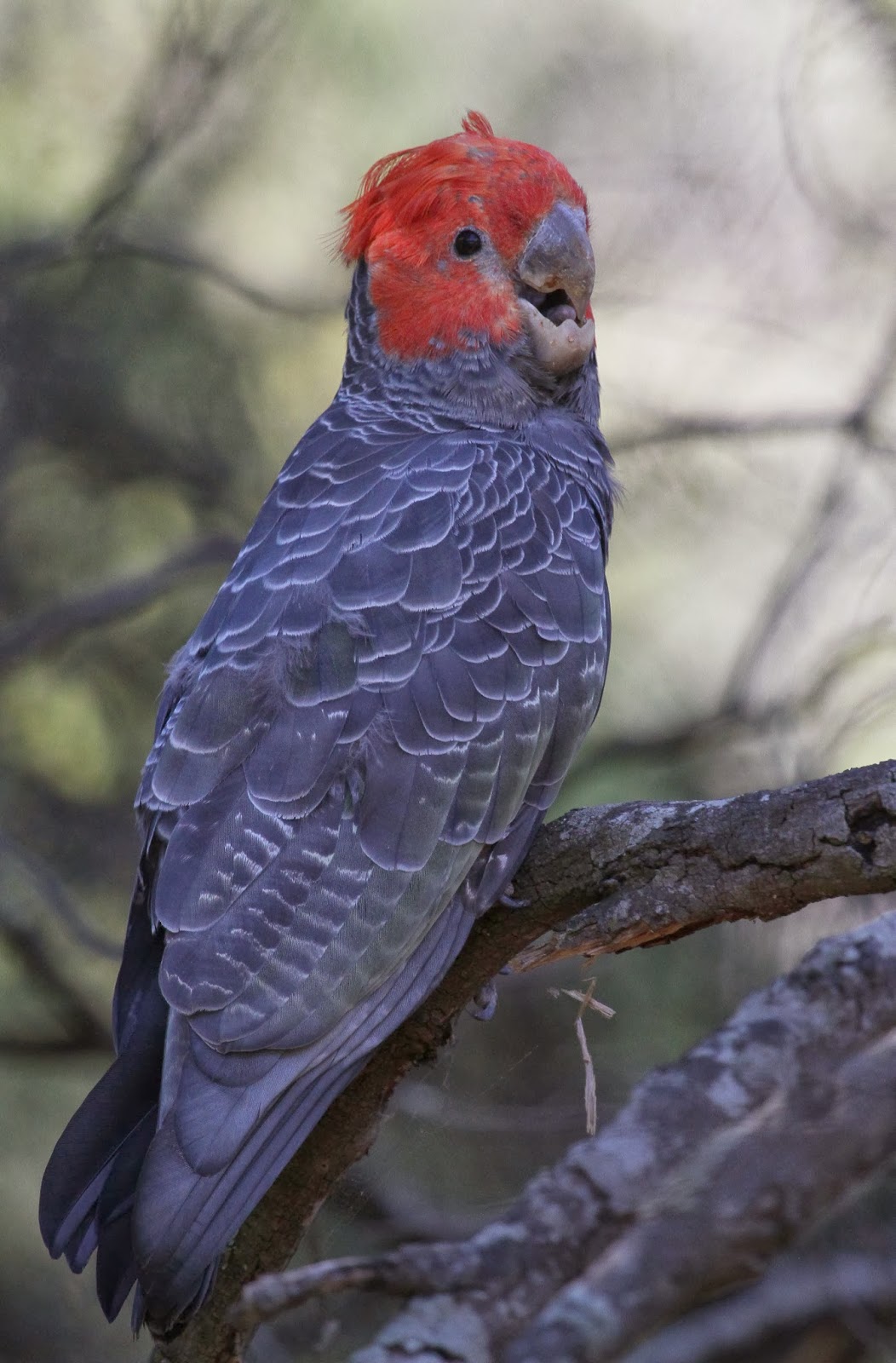 Richard Waring's Birds of Australia: Gang Gang Cockatoos at Halls Gap