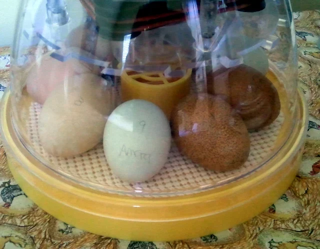 Let's Hatch Chicks! A Day-by-Day Egg Hatching Tutorial - Fresh Eggs ...
