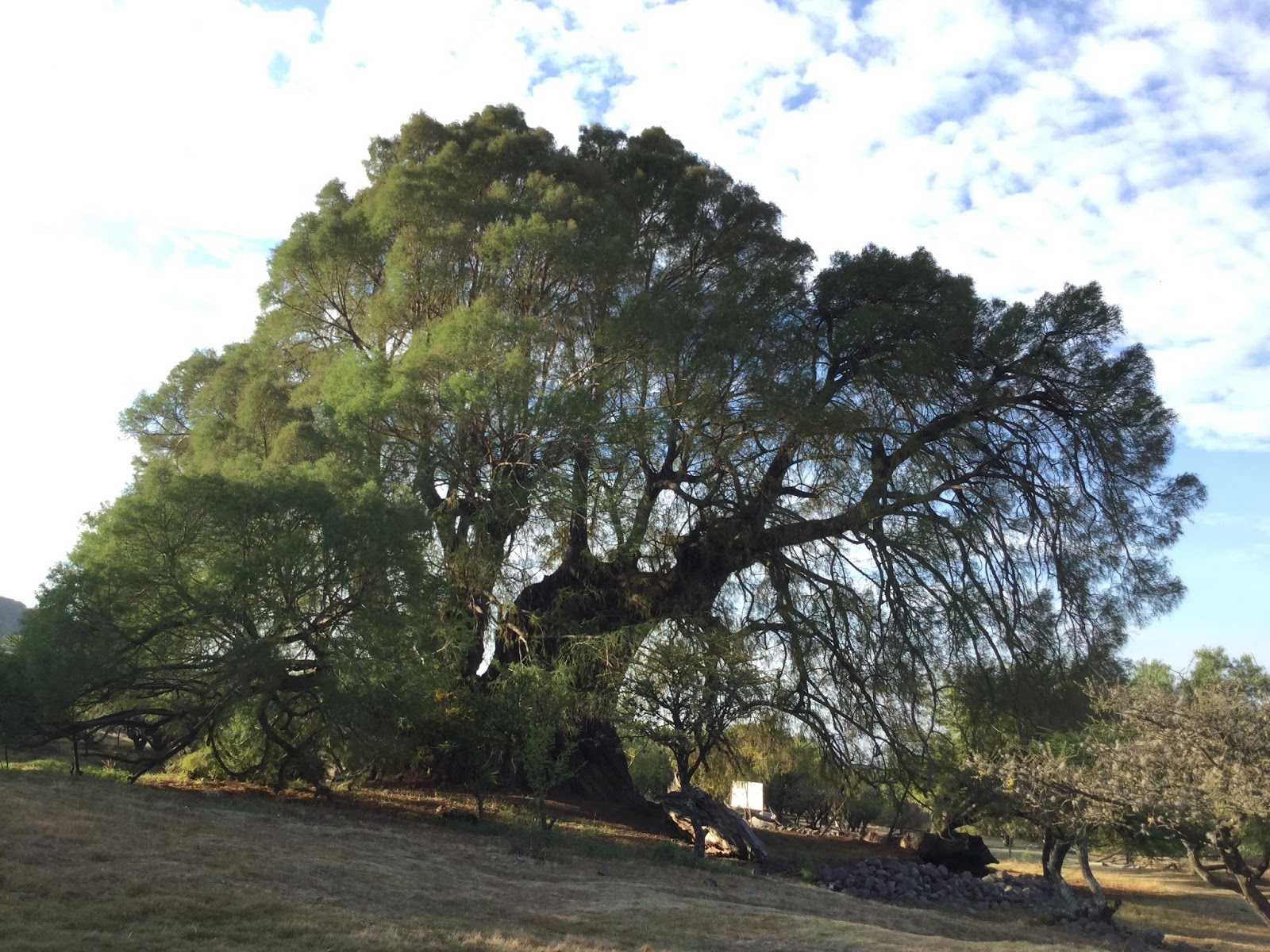 VENERABLES ÁRBOLES : El sabino de Tepetitlán