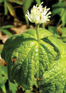 Growing Hermione's Garden: Hydrastis canadensis - Golden Seal