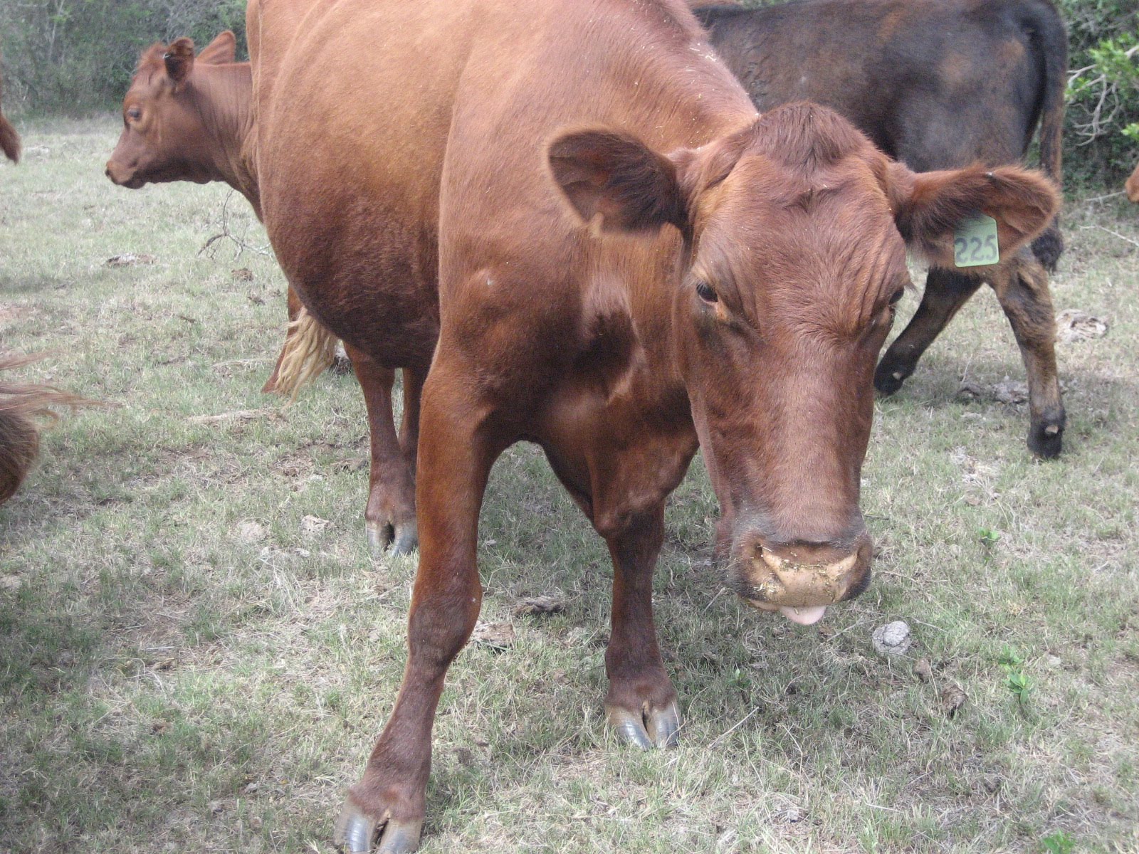 Tick Control on Cattle and Game: Denys Wells, Alexandria, Eastern Cape ...