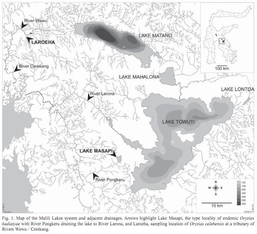 Species New to Science: [Ichthyology • 2010] Oryzias hadiatyae • new ...