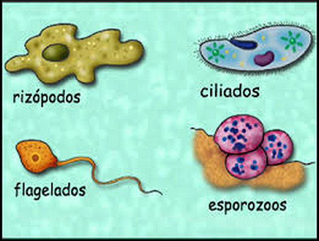 Naturarchives: Biodiversidad. El Reino Protista (Protoctista).