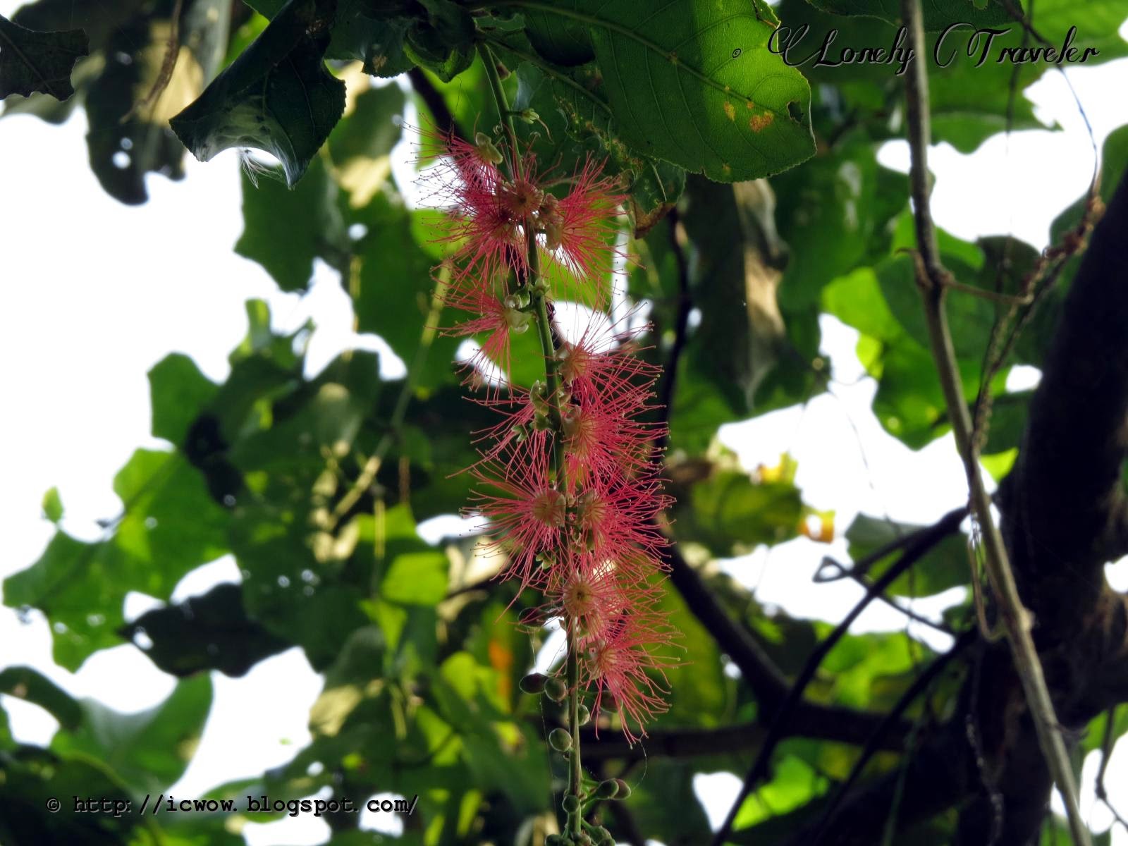 Freshwater Mangrove - Barringtonia acutangula