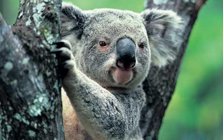 Koala | The Life of Animals