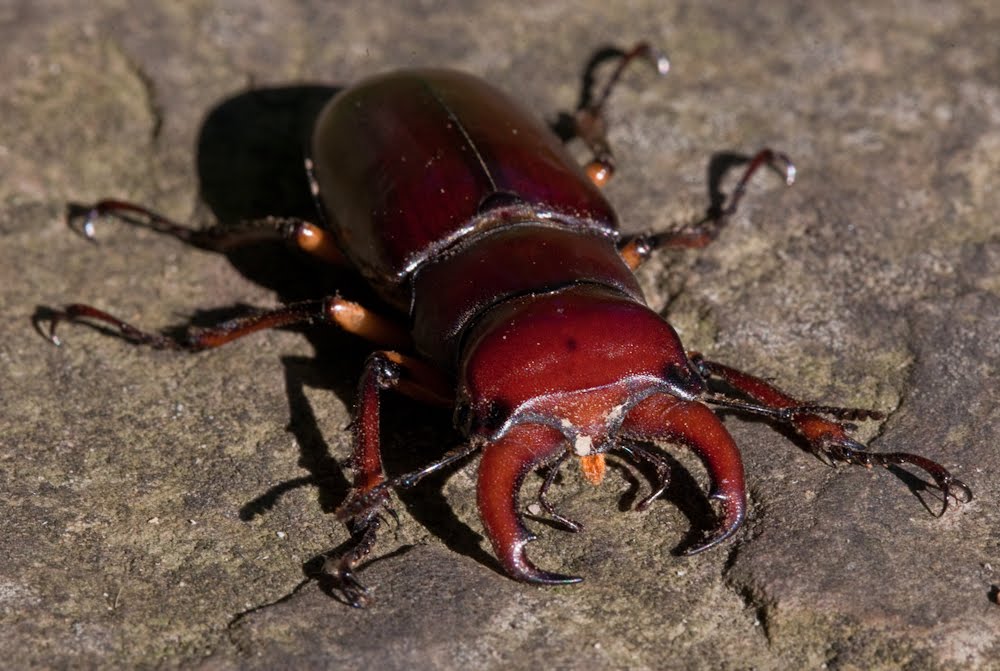 Nature remains.: Have you seen...