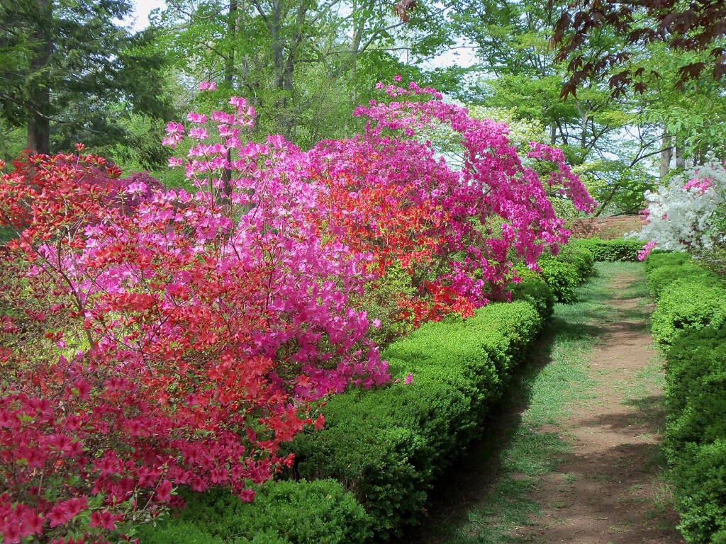 Orange explains it all: National Arboretum Azalea Collection
