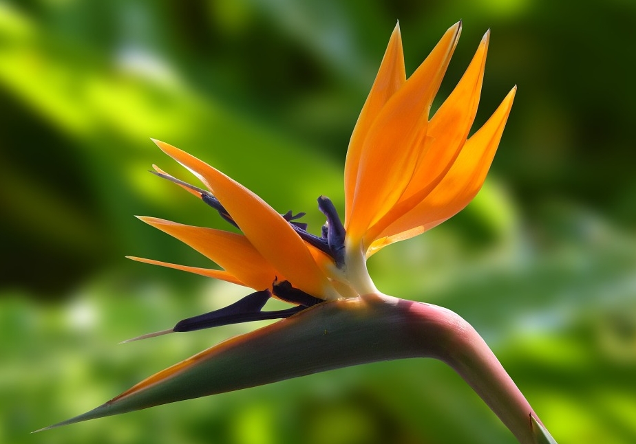 Jom Tanam Bunga: Cenderawasih - Secantik Namanya!