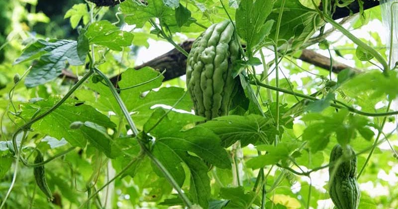 Inilah 11 Manfaat Daun Pare untuk Kesehatan Kita | Health and Hope