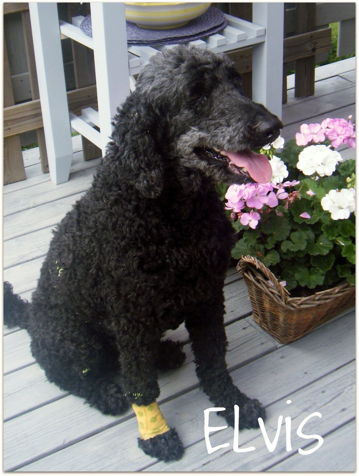 Elsa o Helena: Lilla Lasse, Evert och Elvis....