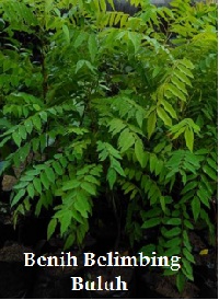 Anim Agro Technology: BELIMBING BULOH - CARA TANAM