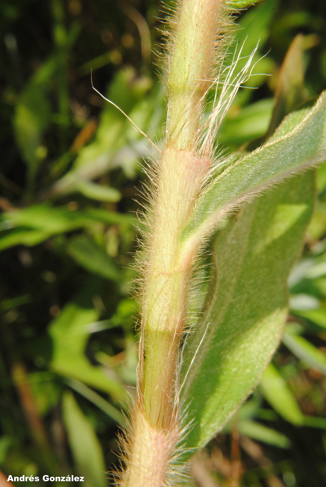 FOTOS DE FLORA NATIVA Y ADVENTICIAS DE URUGUAY : Polygonum acuminatum ...