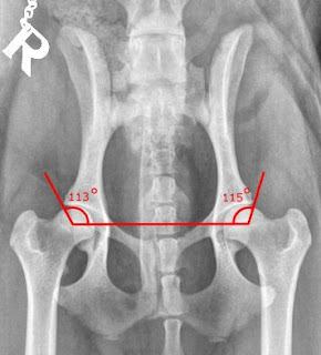 Hip Joint Dysplasia pada Hewan - Mydokterhewan