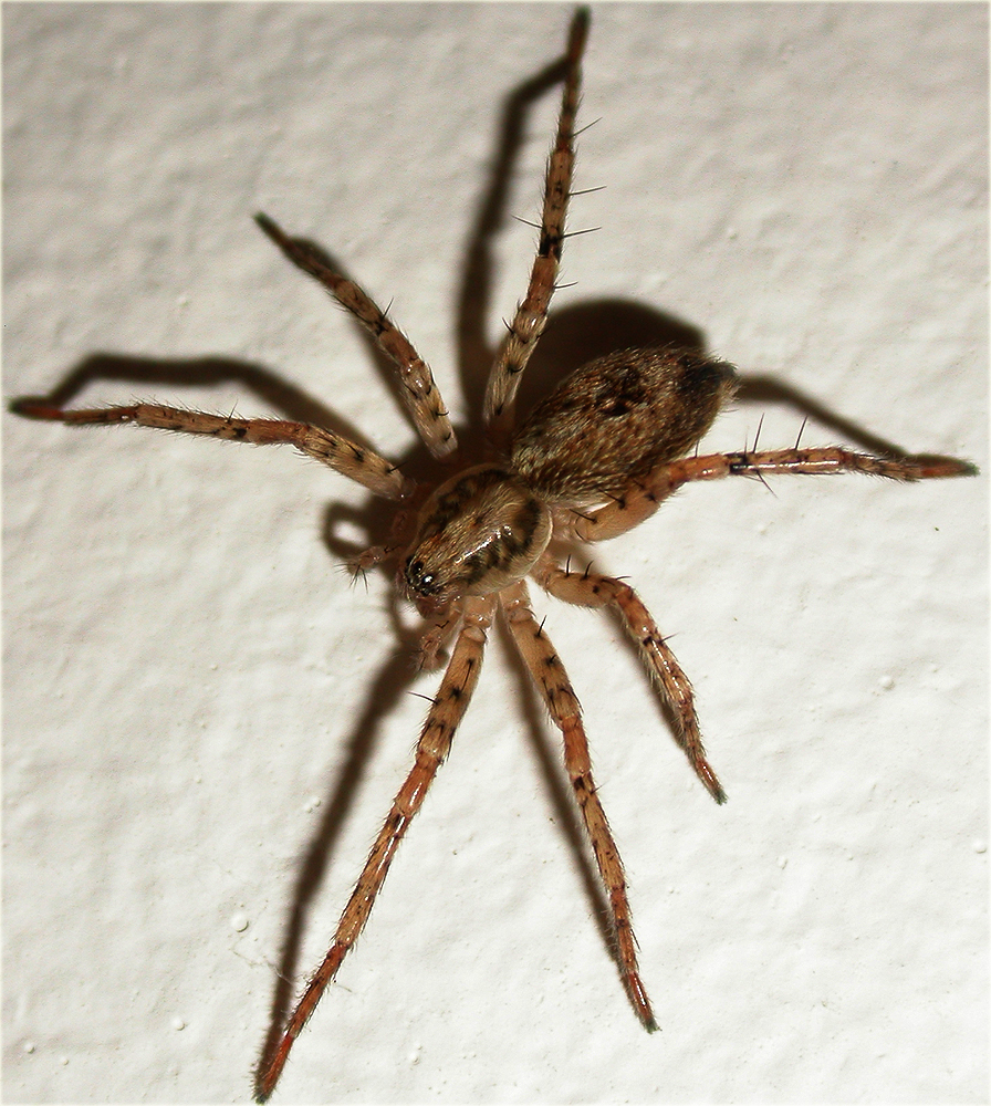 Arachnerds: Buzzing Spider - Anyphaena accentuata