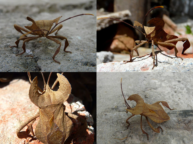 Chronicles of an Eclectic Life: One handsome Giant Leaf-footed Stink ...