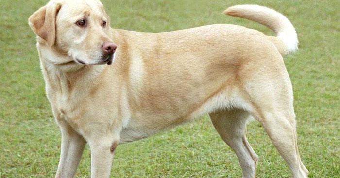 Evolution of labradors: History of labradors