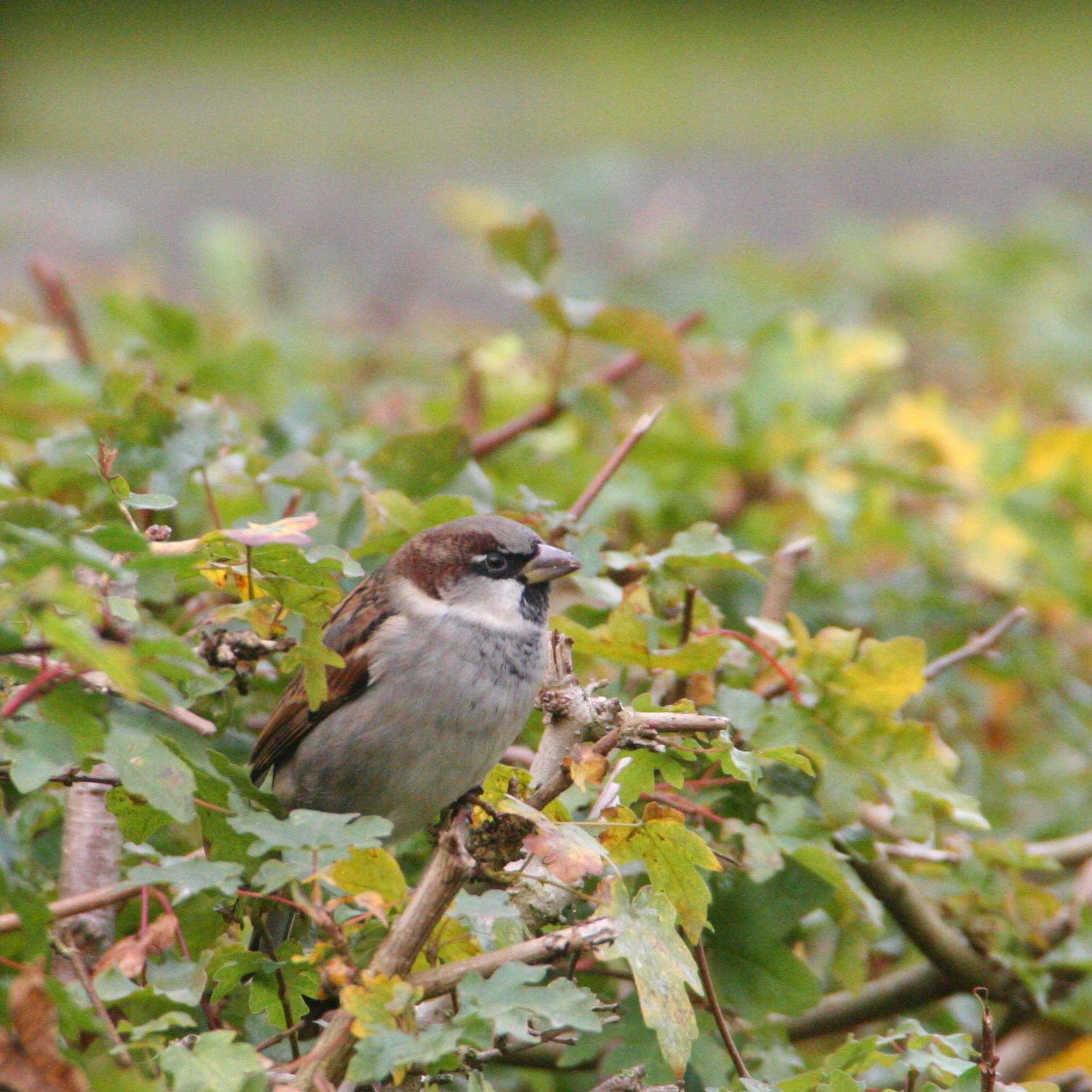 Natuurnotities Monique Smulders: 2016