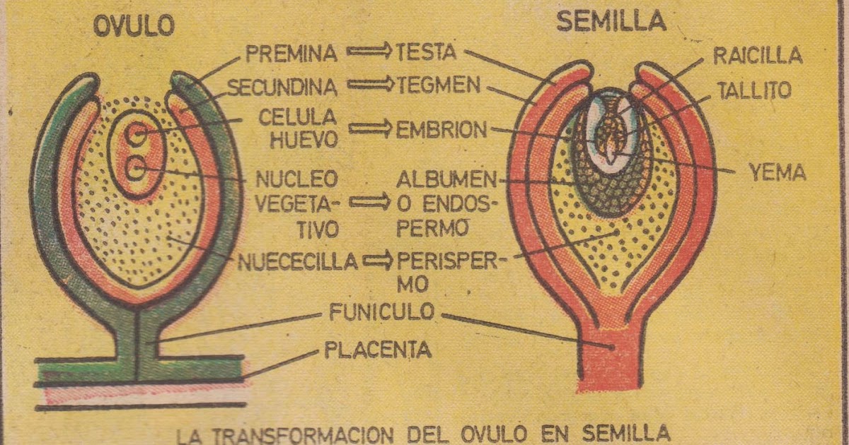 Ciencias Escolares: La semilla