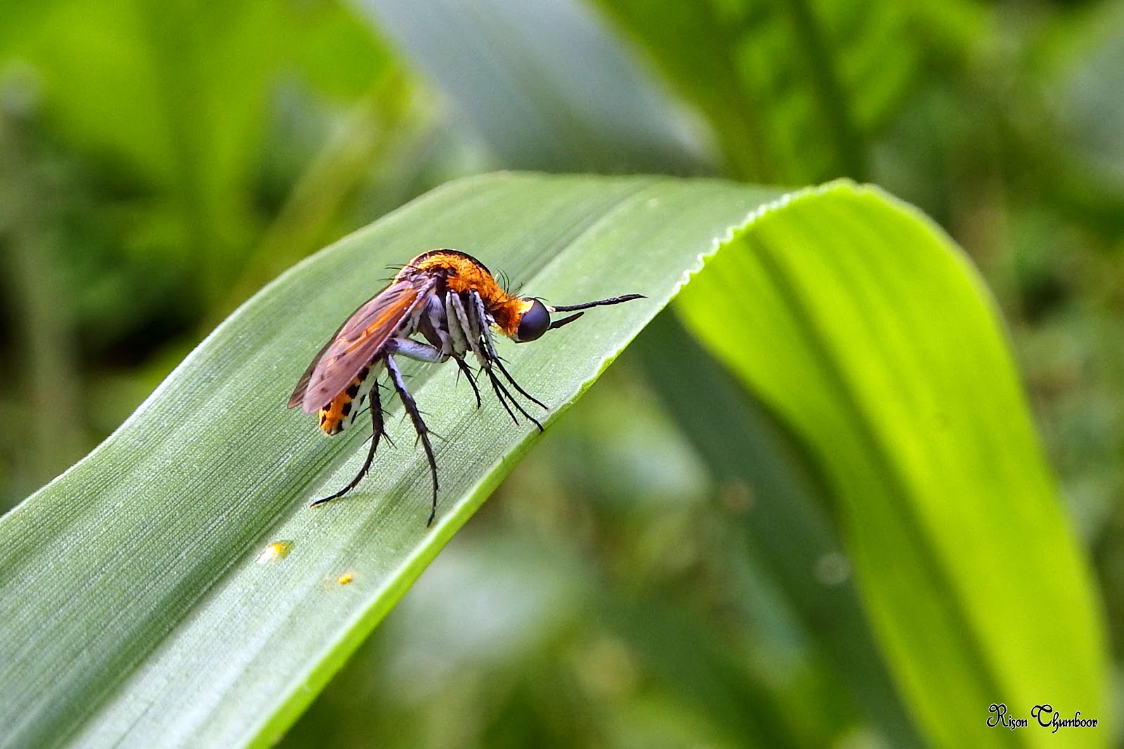 Insects Of Kerala: Insects Of Kerala