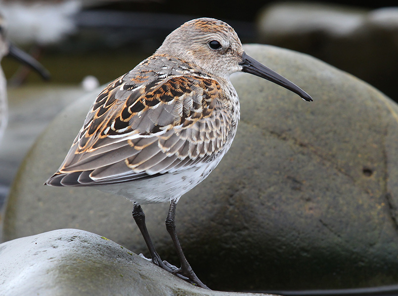 The Bruce Mactavish Newfoundland Birding Blog: A few Common Shorebird ...
