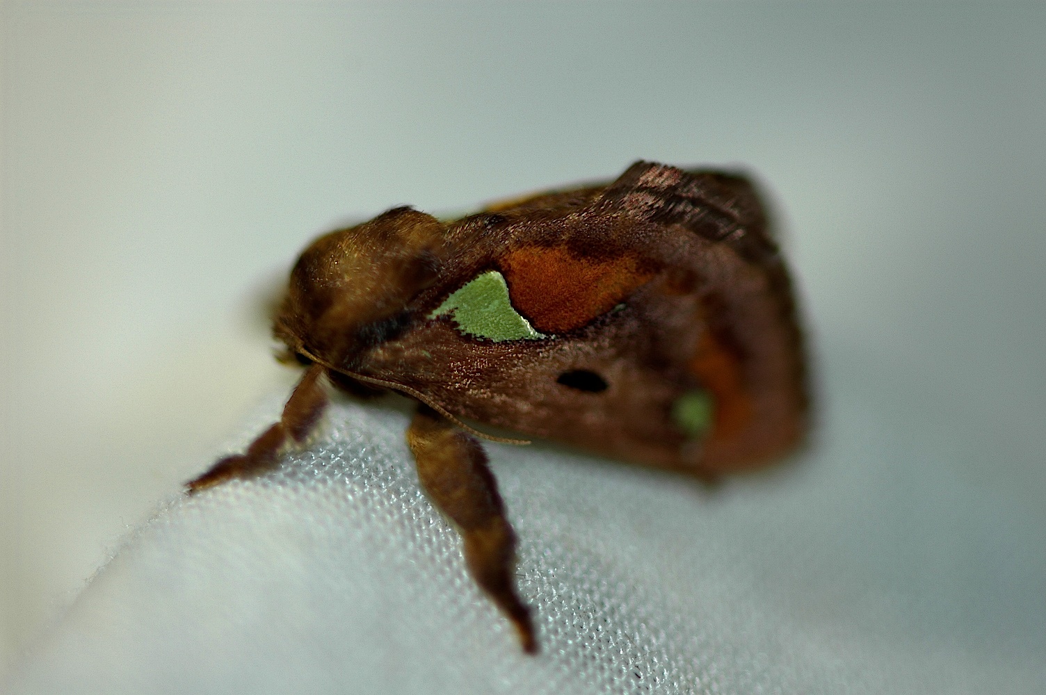 Field Biology in Southeastern Ohio: Slug Moths of Ohio, and related ...