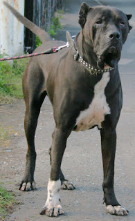 Pakistani Dog Breeds: Bully Kutta