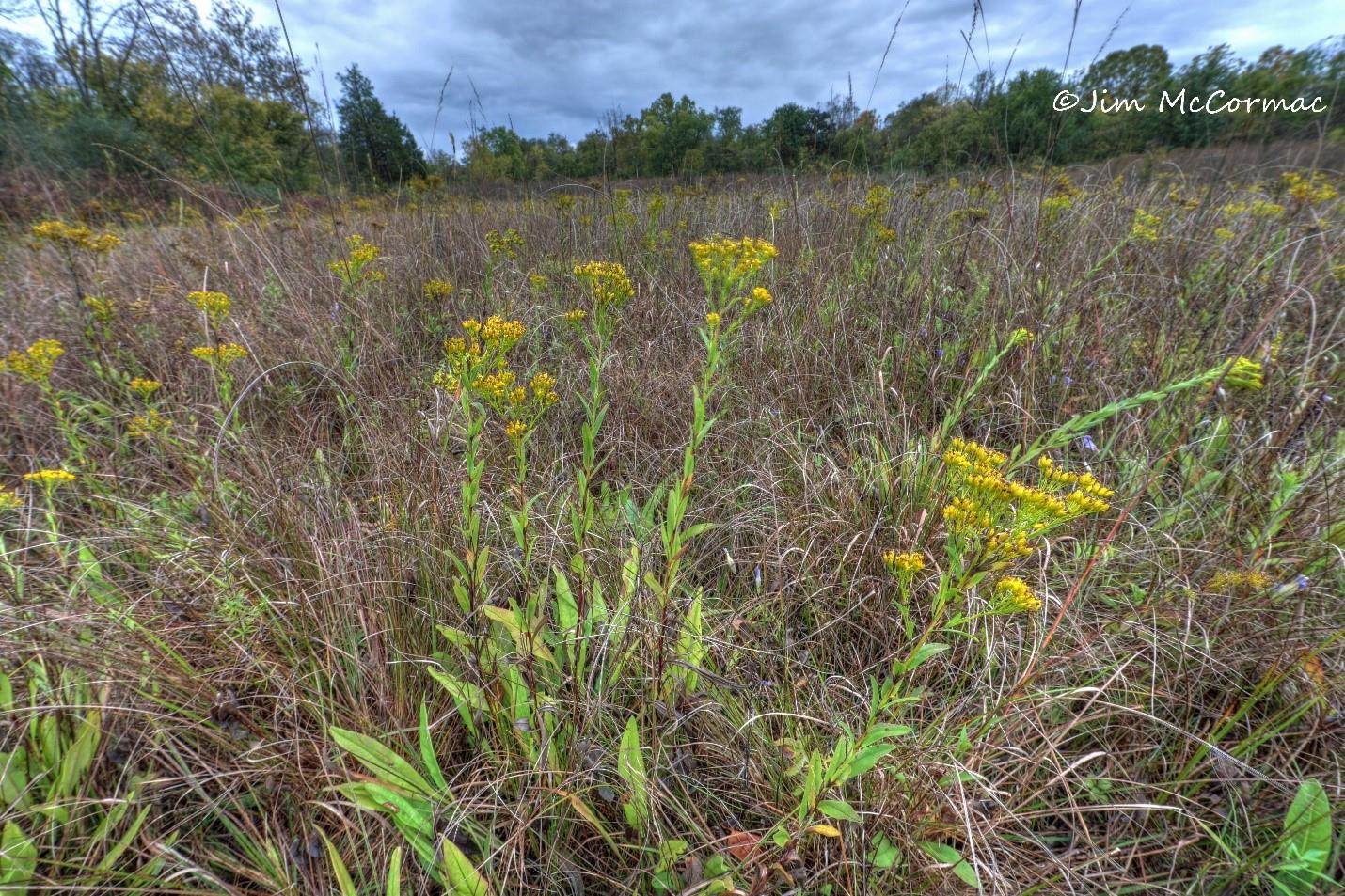 Ohio Birds and Biodiversity: A visit to a fen