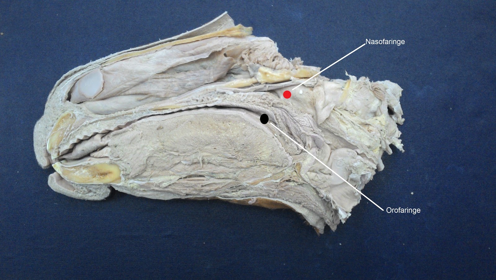 AnatoVet: SISTEMA DIGESTÓRIO - FARINGE, ESÔFAGO E ESTÔMAGO