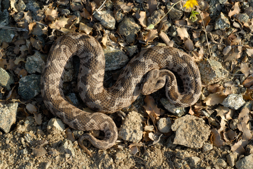 Balkan Wildlife: Poisonous Snakes In Turkey