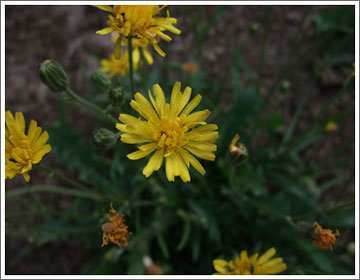 Autumn Hawkbit ~ Lawn and Turf Care