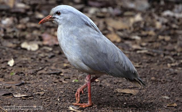 Studio Practice: The Batsford Prize - Bird Research