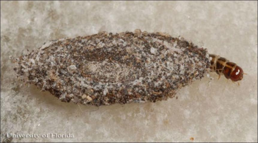 Winjama: Dust Bugs, Bagworms, and Casebearers