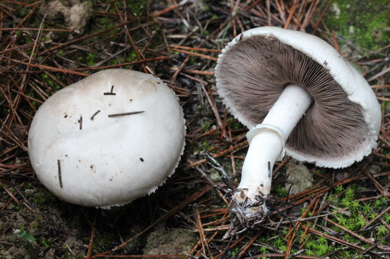 El mundo microscópico de los hongos: Agaricus osecanus Pilát