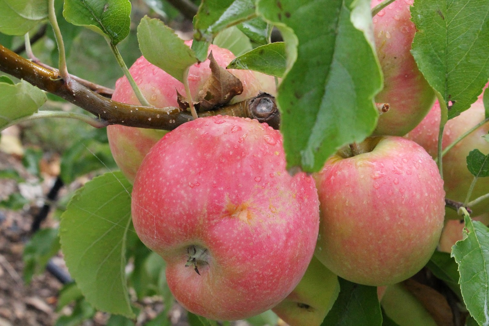 umiyumi2 : our life in perth, WA: Melawat ladang epal Spring Valley ...