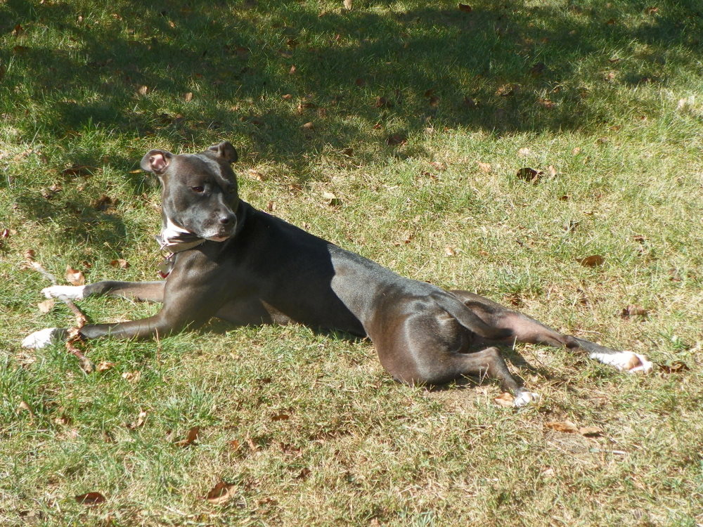 Pit Bull Frogs: Pit Bull Frog Photos