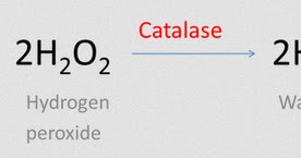 KATALAZ TESTİ - Microbiology Laboratory Turkey