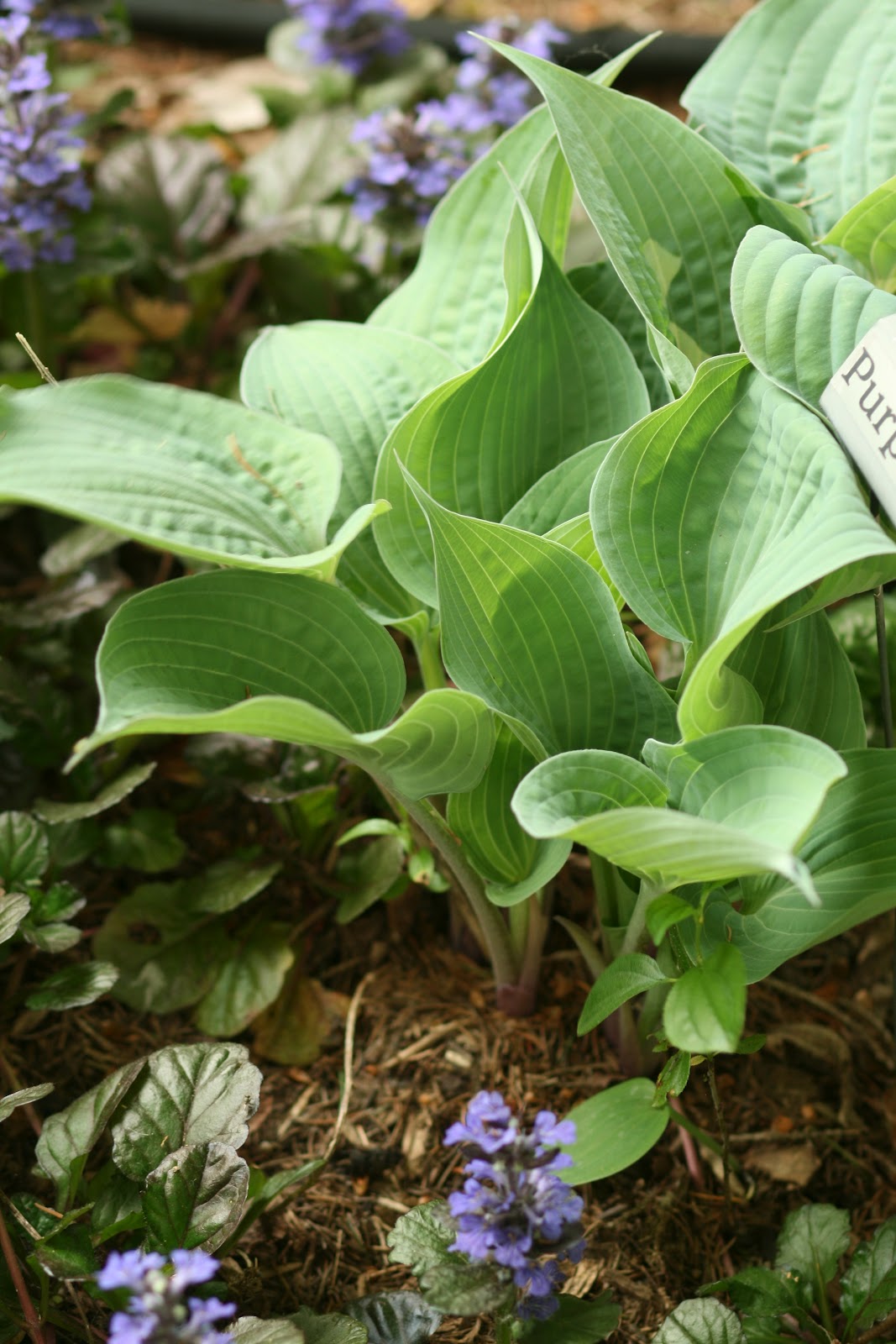 Cheesehead Gardening: Hosta of the Day - 'Purple Haze'